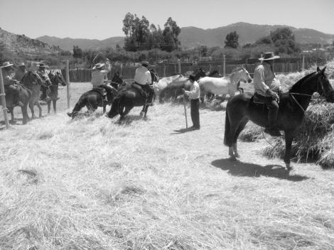 Trilla a yegua suelta en Empedrado Septima Región Maule: HISTORIA DE LA ...